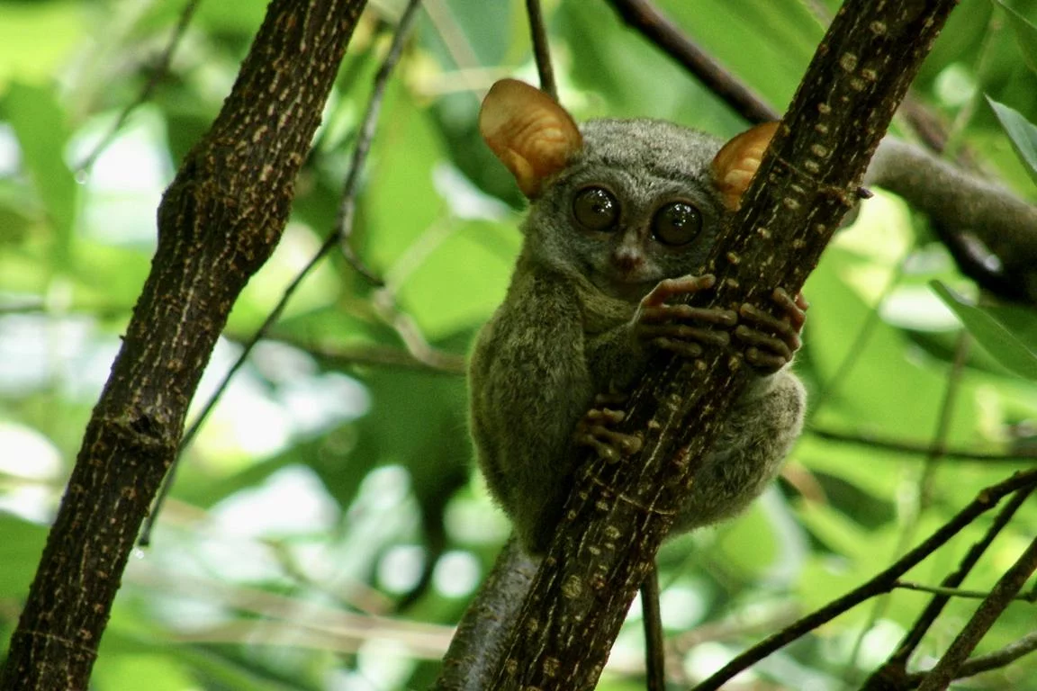 Moluccas & Sulawesi: Culture & Nature Adventure Trips