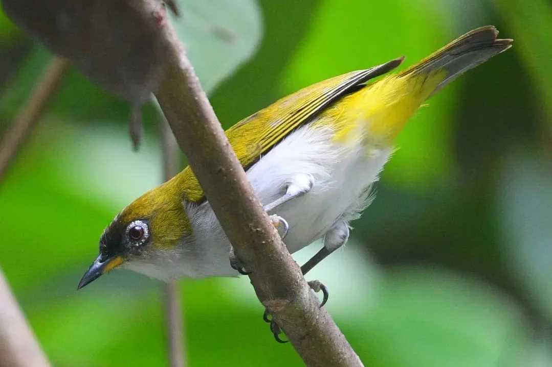 Indonesia: Discovery tours endemic species