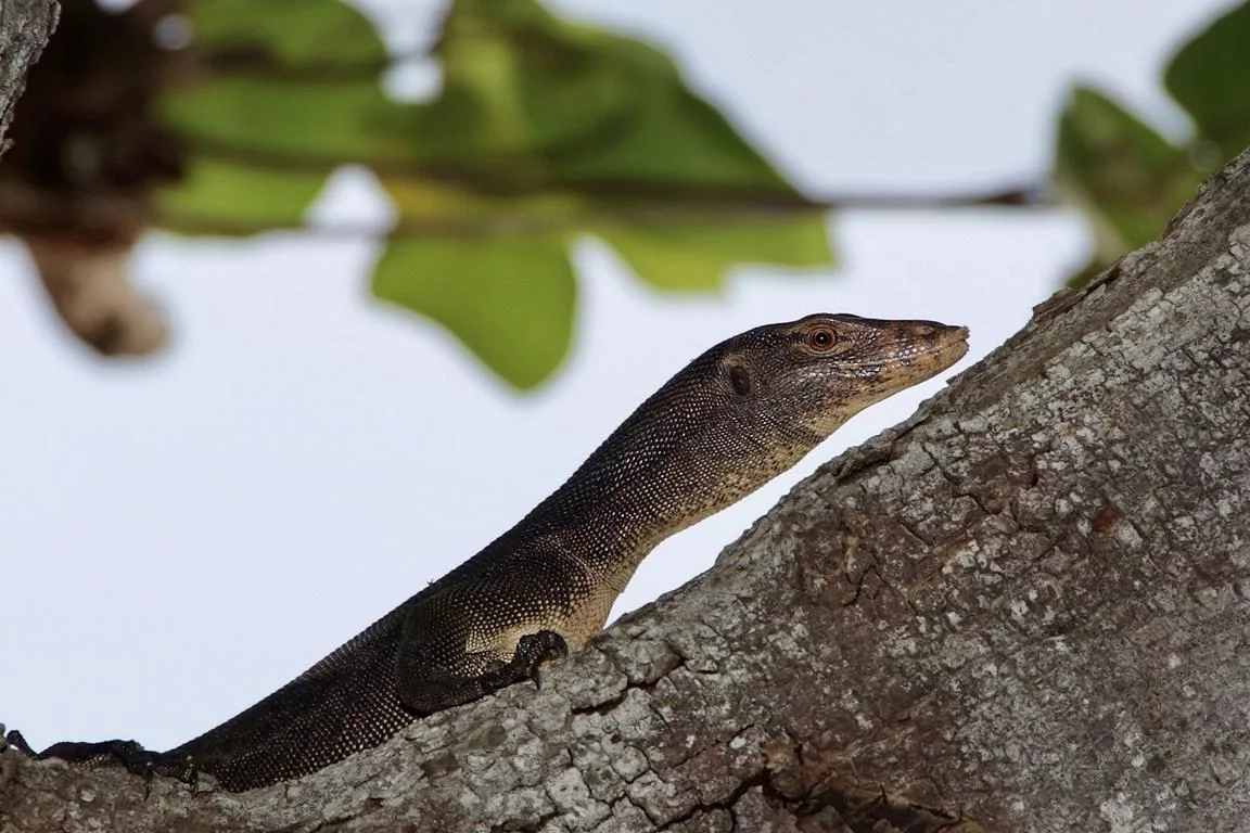 Moluccas & Sulawesi: Culture & Nature Adventure Trips